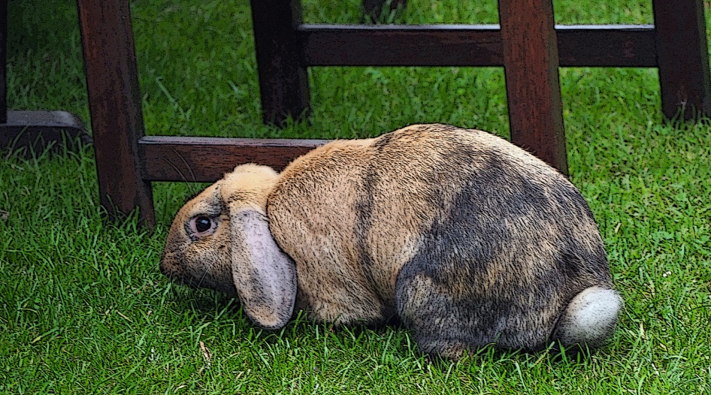 The Rebellious Rabbit – TRAVEL WORDS